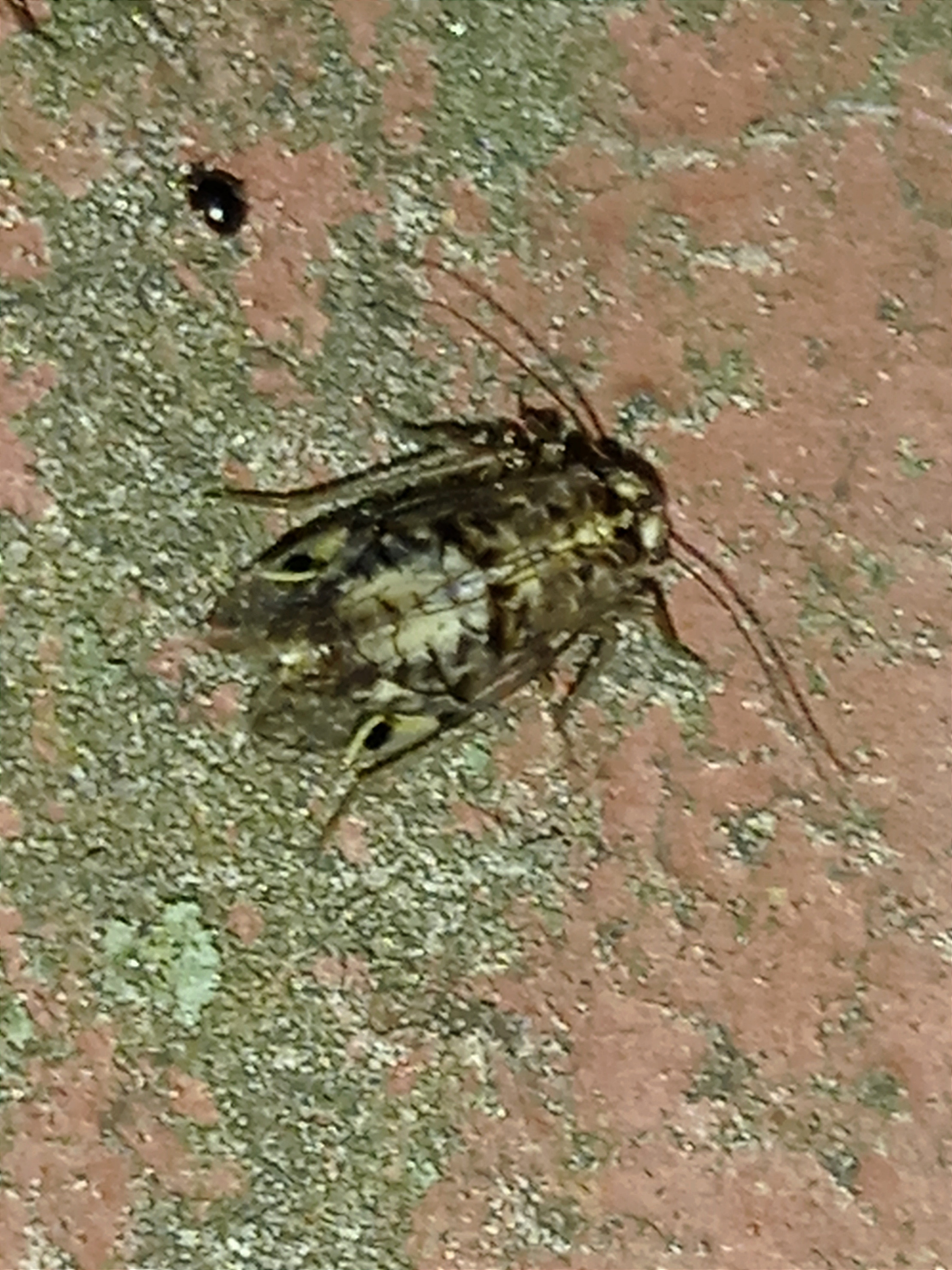 Psocidae