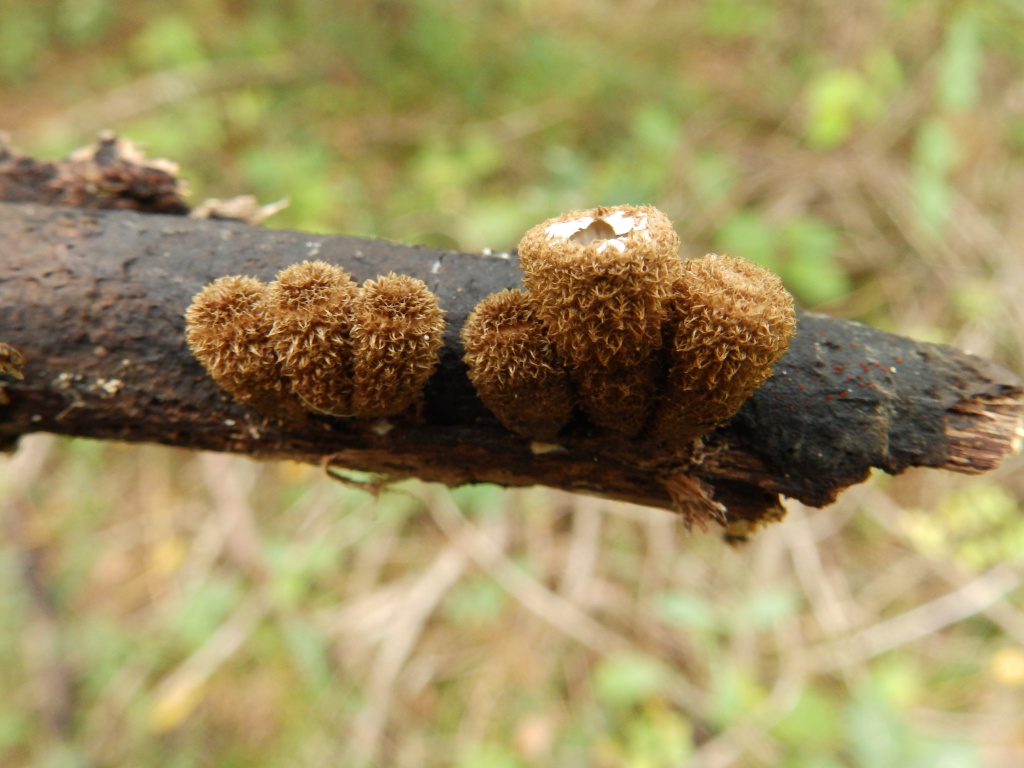 Последние добавления
