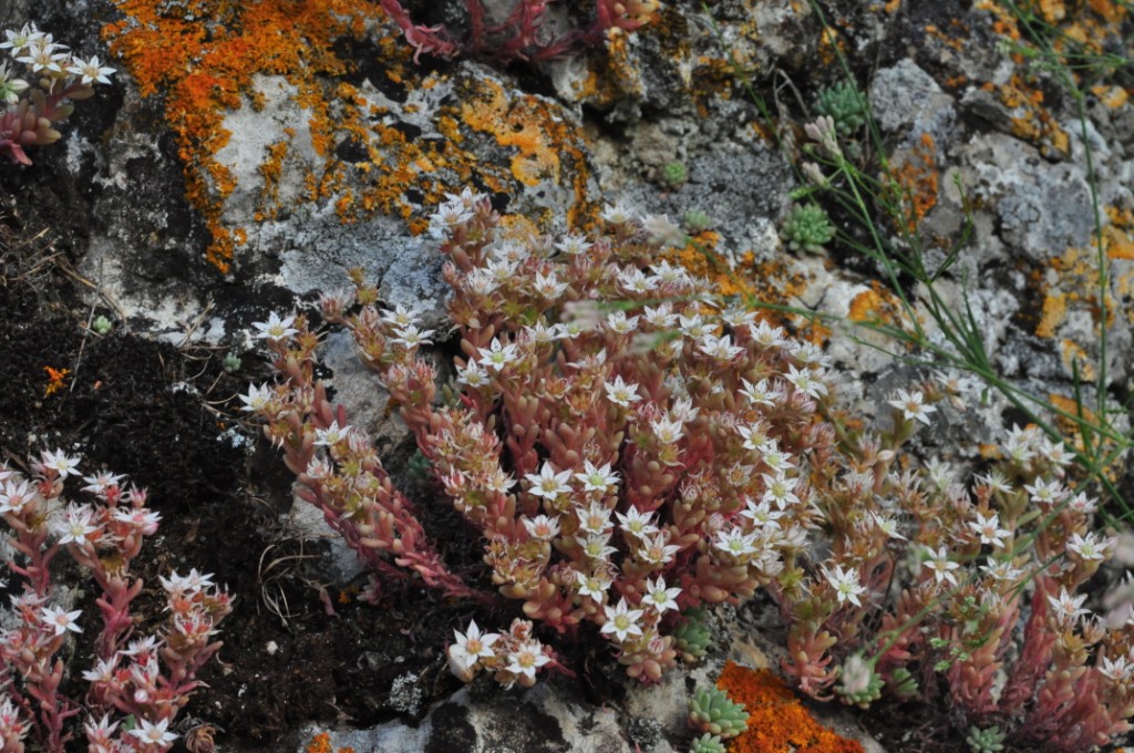 Sedum hispanicum