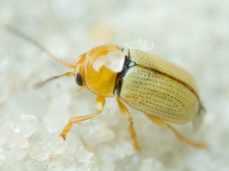 Cryptocephalus fulvus