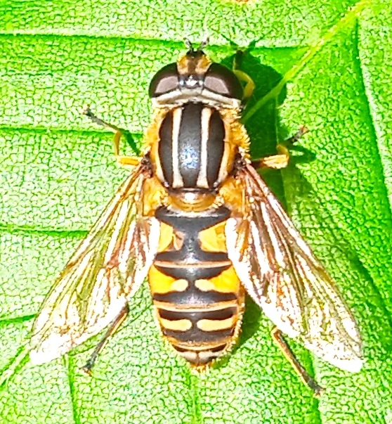 Последние добавления