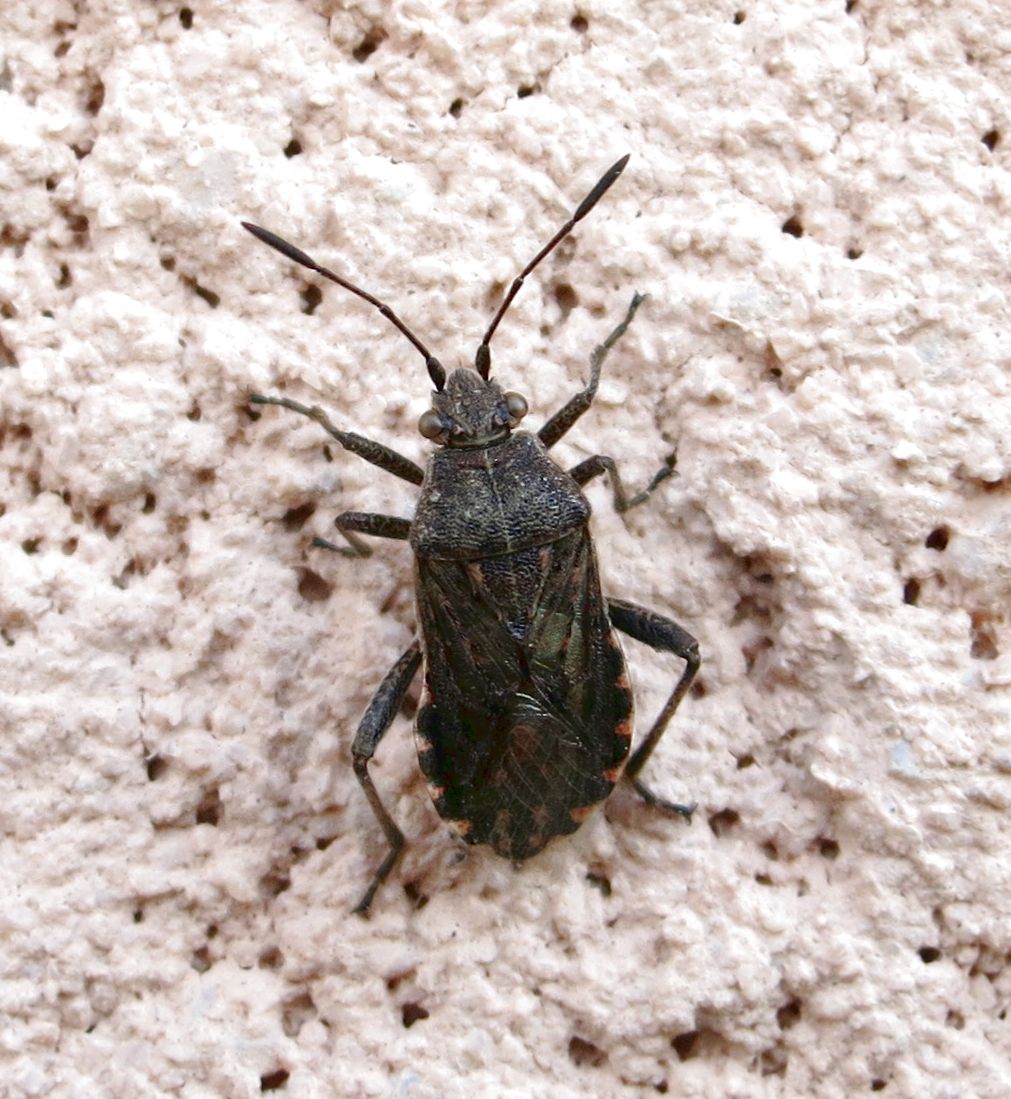 Stictopleurus punctatonervosus