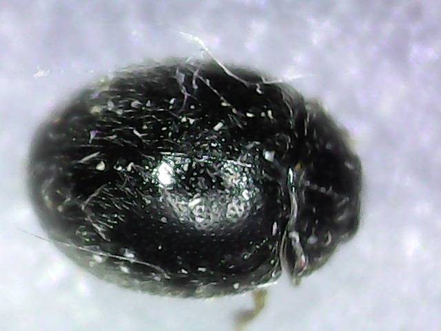 Stethorus pusillus