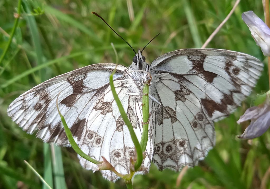 Melanargia galathea