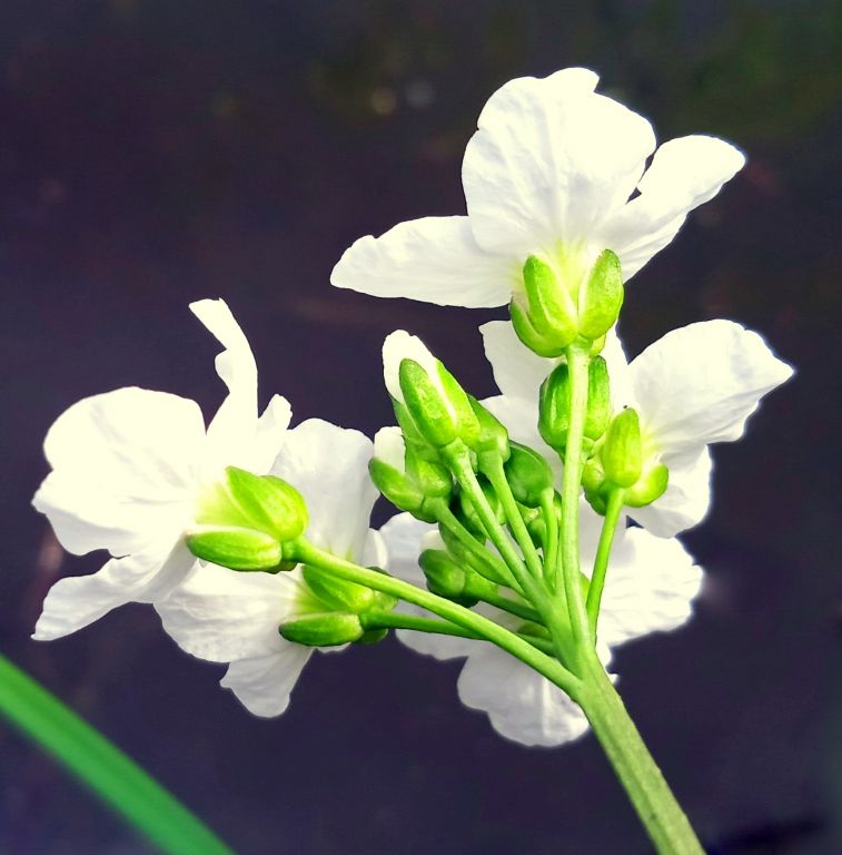Cardamine dentata
