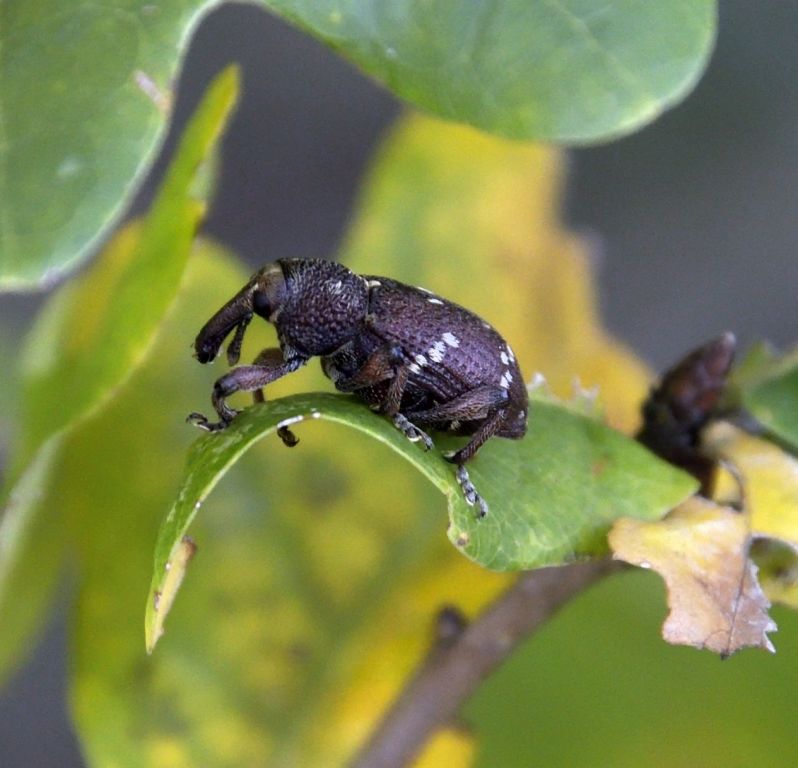 Hylobius (Callirus) transversovittatus