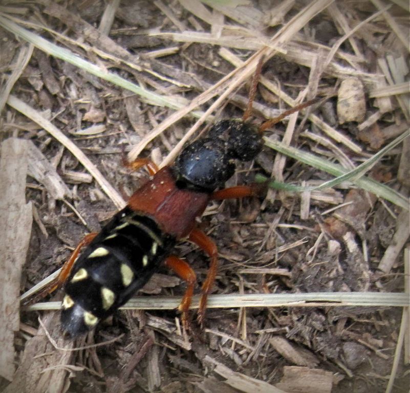 Staphylinus caesareus