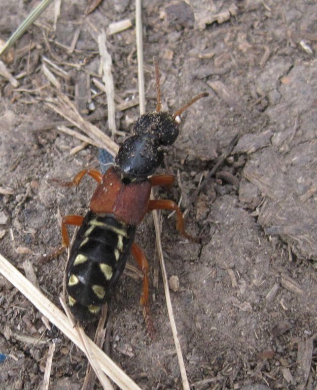 Staphylinus caesareus