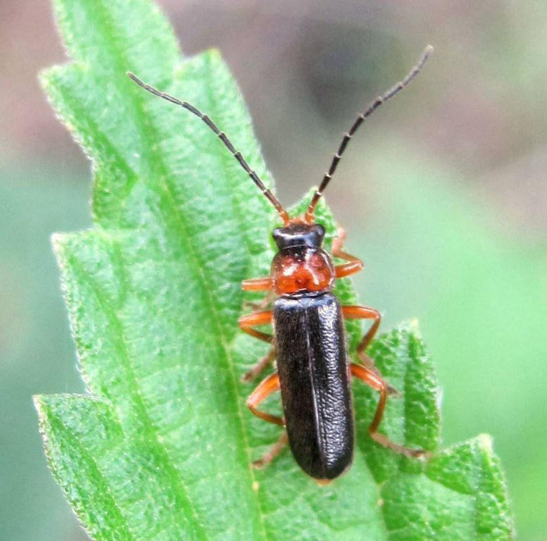 Cantharis (Cantharis) flavilabris