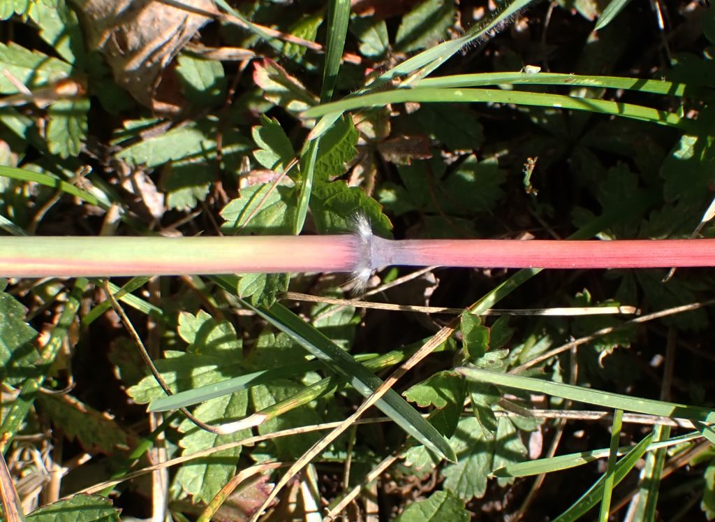 Bothriochloa barbinodis