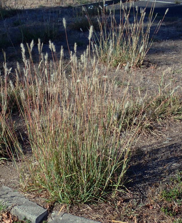 Bothriochloa barbinodis
