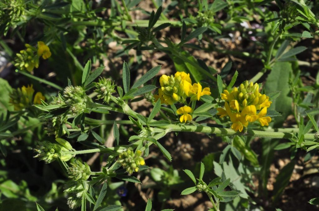 Medicago falcata