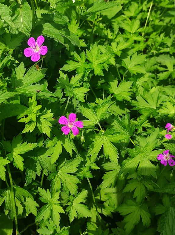 Geranium