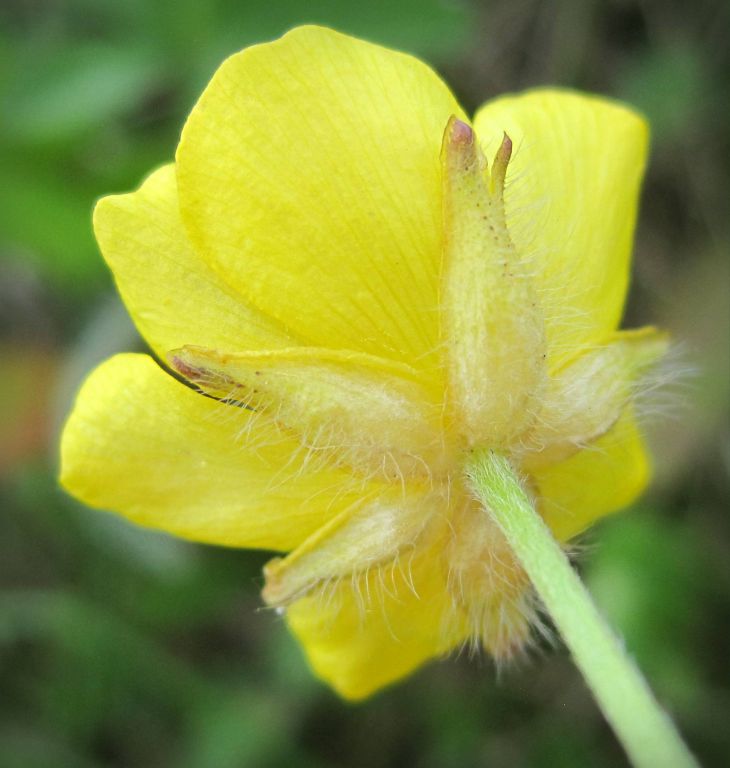 Ranunculus polyanthemos