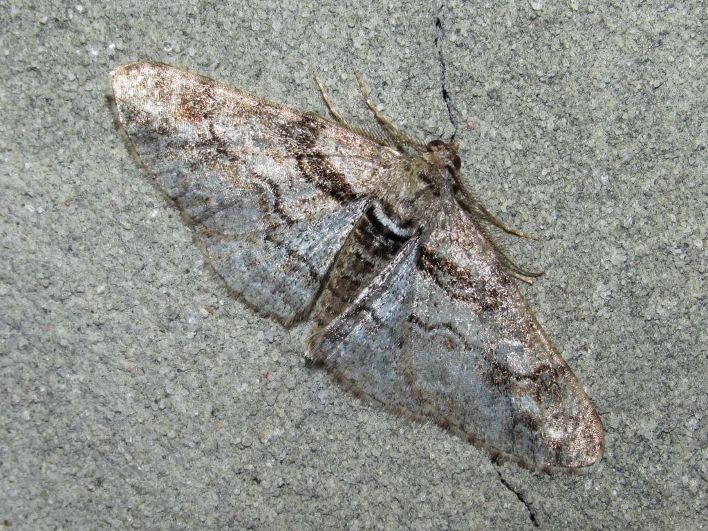 Cleora cinctaria