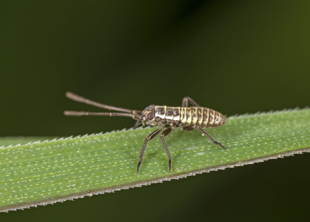 Heteroptera