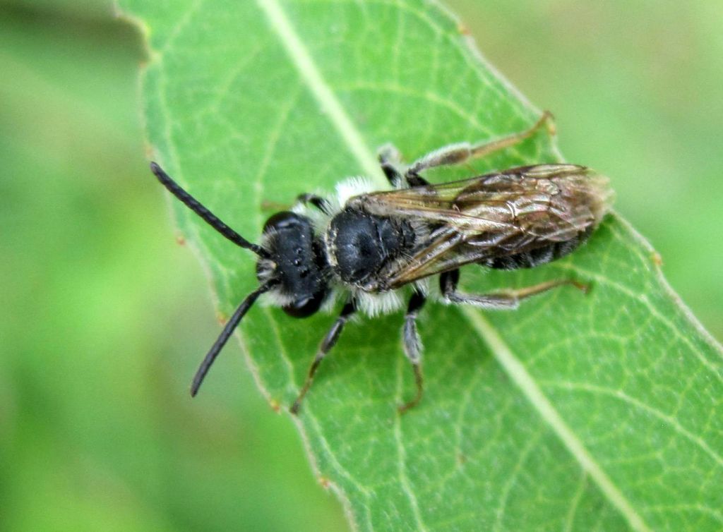Andrena niveata