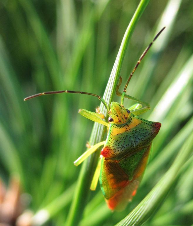 Acanthosoma haemorrhoidale