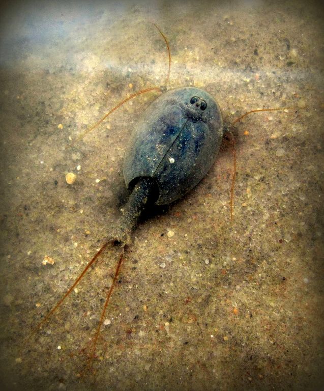 Triops