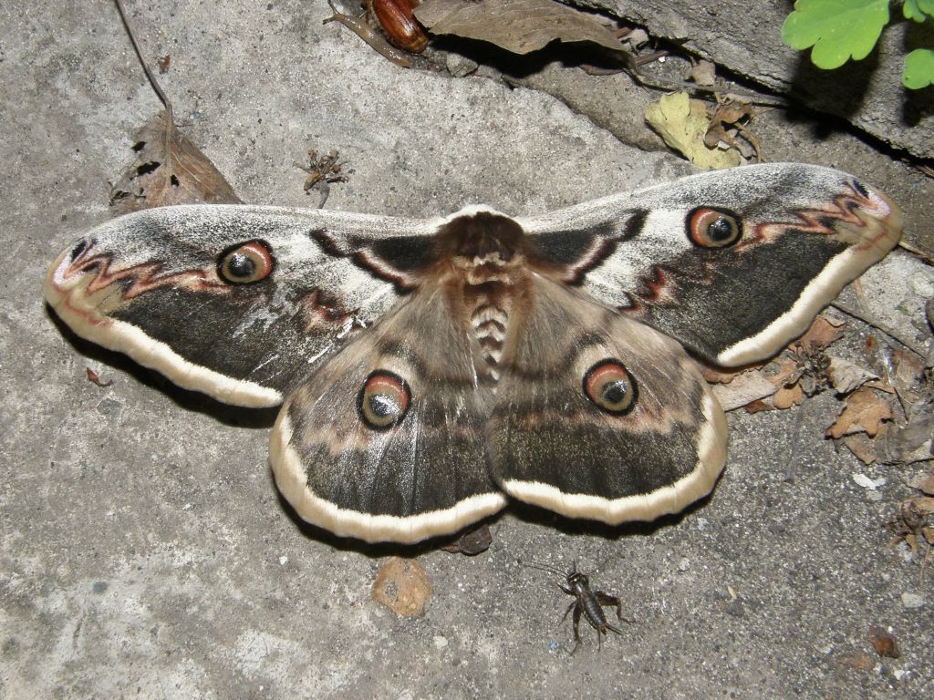 Saturnia (Saturnia) pyri