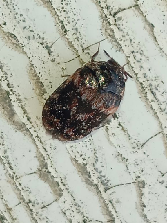 Останні долучення