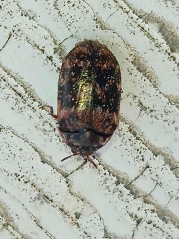 Останні долучення