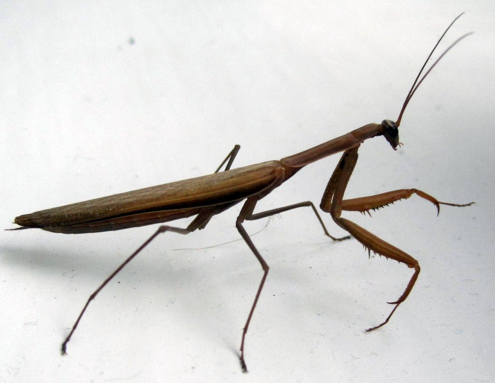 Mantis religiosa