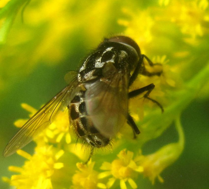 Graphomya maculata
