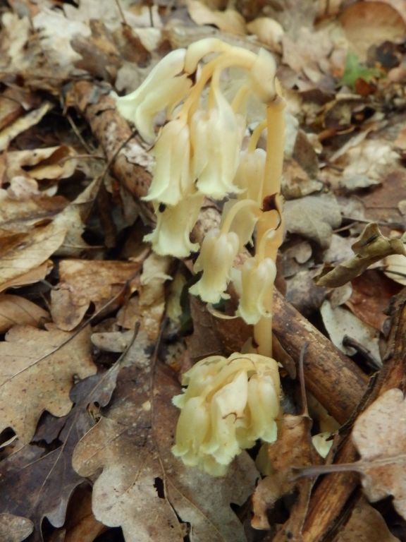 Останні долучення