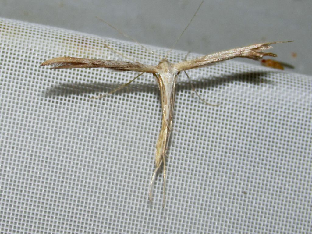 Emmelina monodactyla