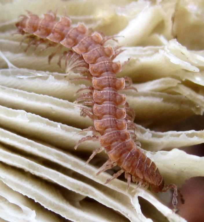 Polydesmus complanatus