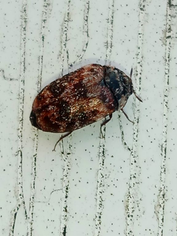 Останні долучення