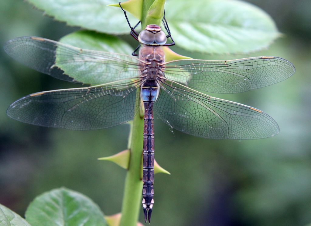 Anax parthenope