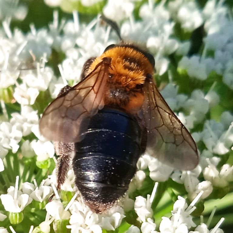 Andrena