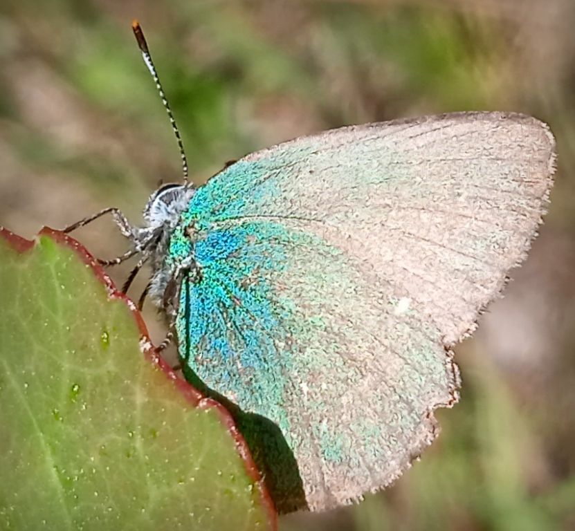 Callophrys rubi